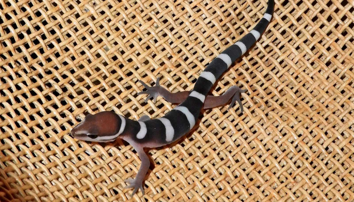 kingsnake blog Kingsnake.com Blog - Gecko Fossil name honors Grandmother