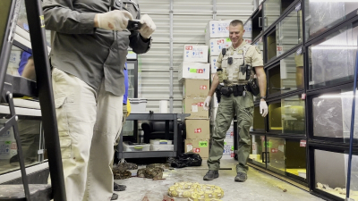 kingsnake.com - reptile and amphibian classifieds, breeders, forums ...