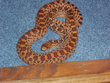 The Pituophis Page - The Online Reference Guide to Snakes of the Genus ...