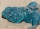 The Uromastyx Home Page